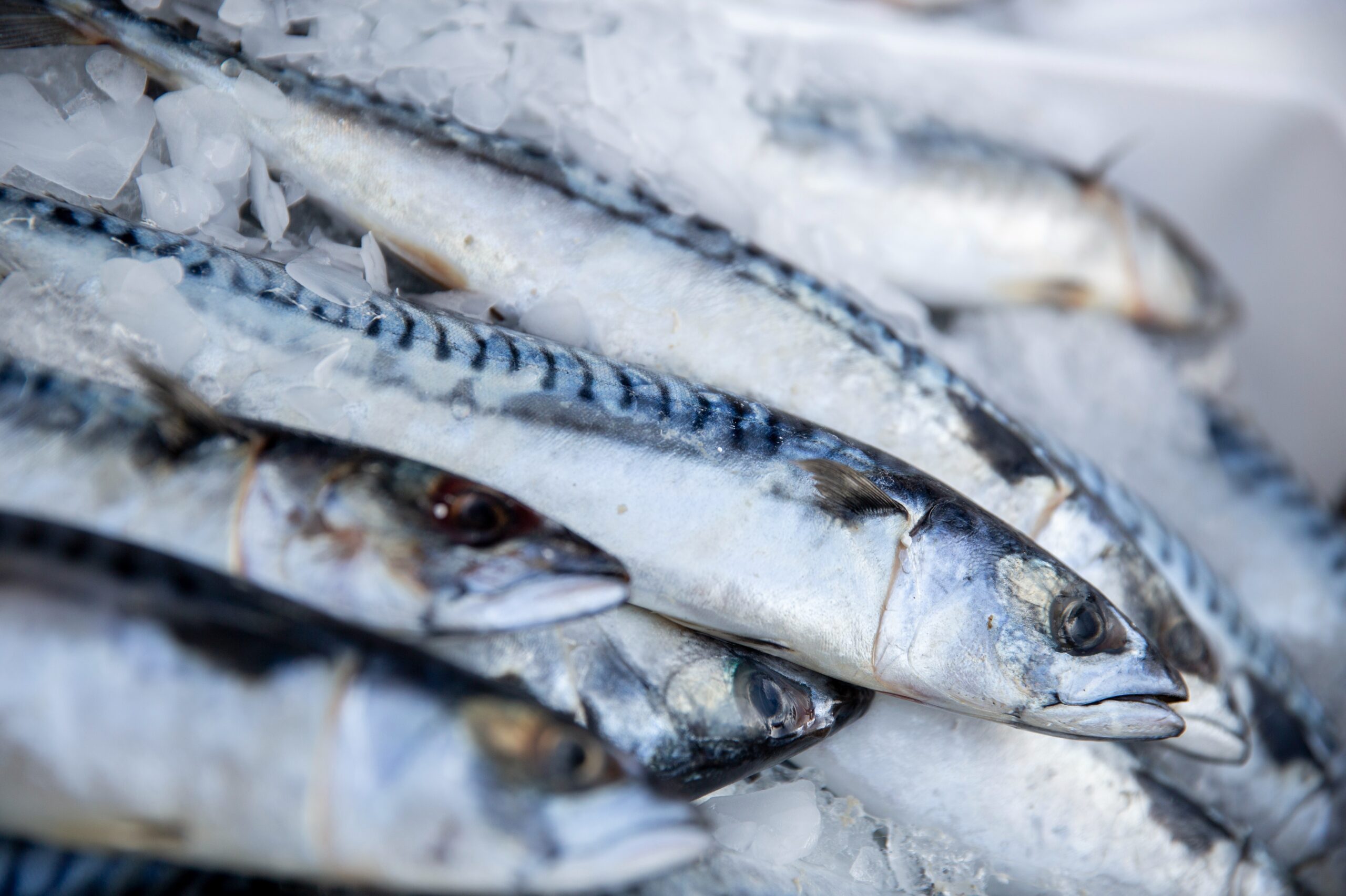Webster’s Fishmongers ; Kingston Ancient Market Place – Kingston upon ...